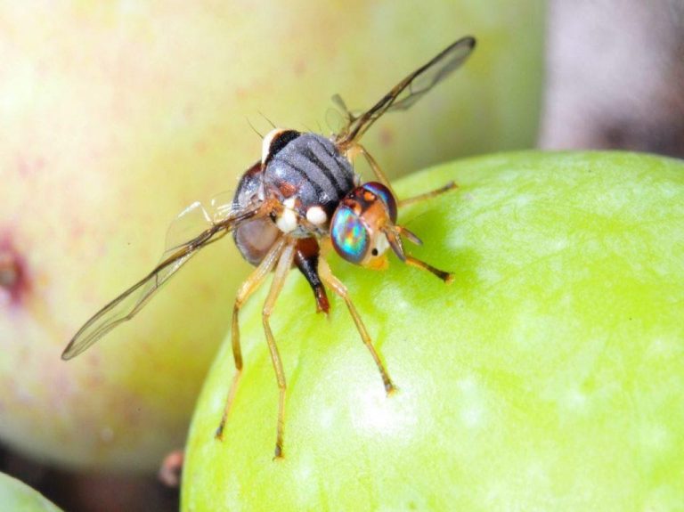 Aceite de calidad y la influencia de la mosca en la producción – Elaisian
