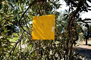 La importancia de las trampas en la agricultura: del pasado al presente ...